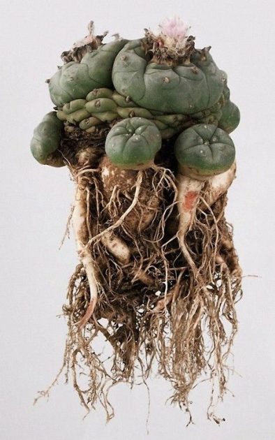 Peyote | Cactus