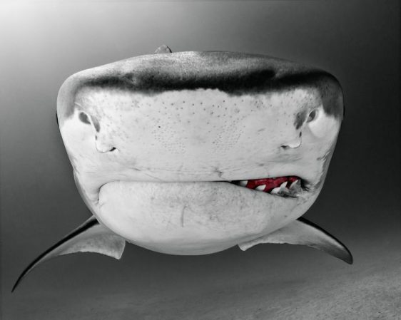 Shark Photography By Todd Bretl
