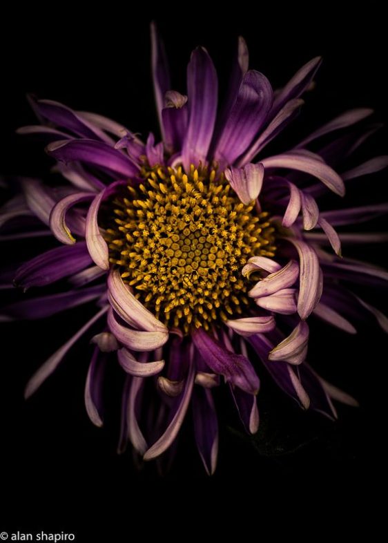 Alan Shapiro | Photographer