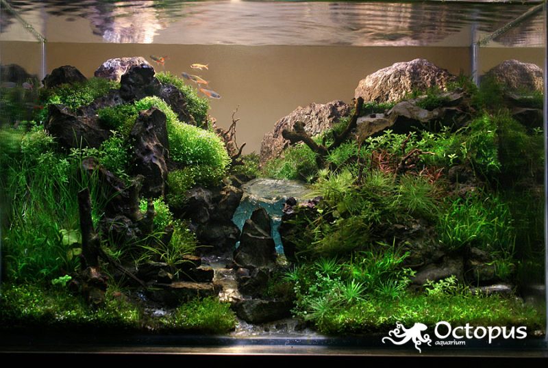 Aquascaping By Octopus Aquarium