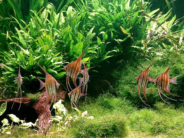 Aquascaping From Takashi Amano