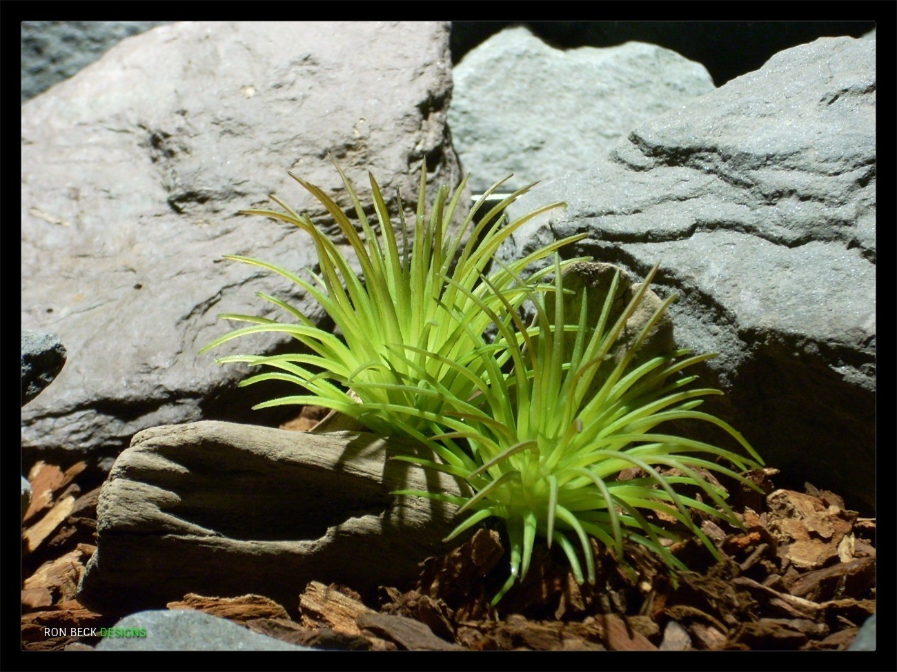 1 SCAPE - Artificial Succulents With Driftwood — Artificial Plants ...