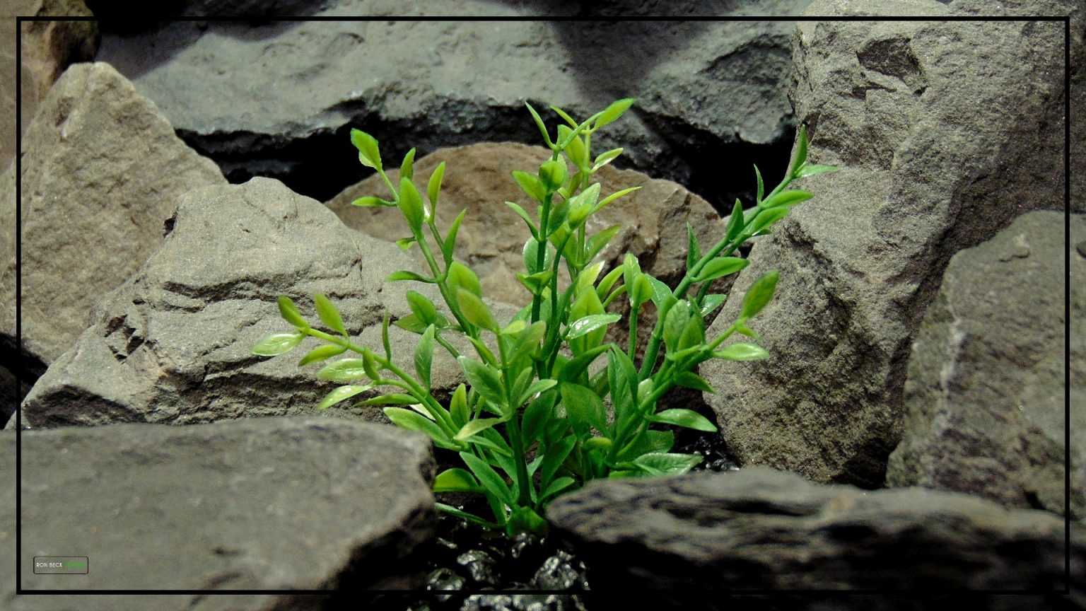 Artificial Spring Greenery Bush - Artificial Aquarium Plant Or Reptile ...
